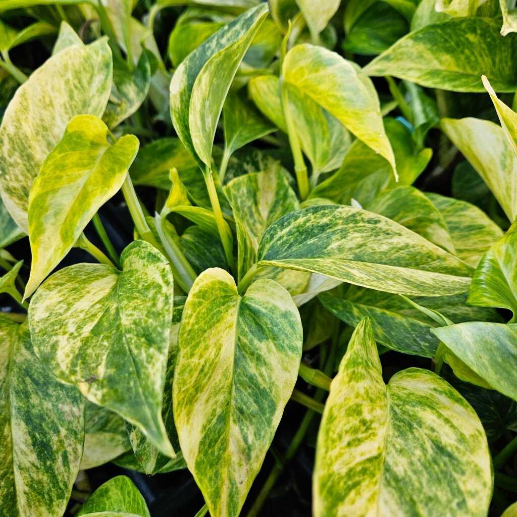 Neon Queen Pothos - Houseplants from Studleys