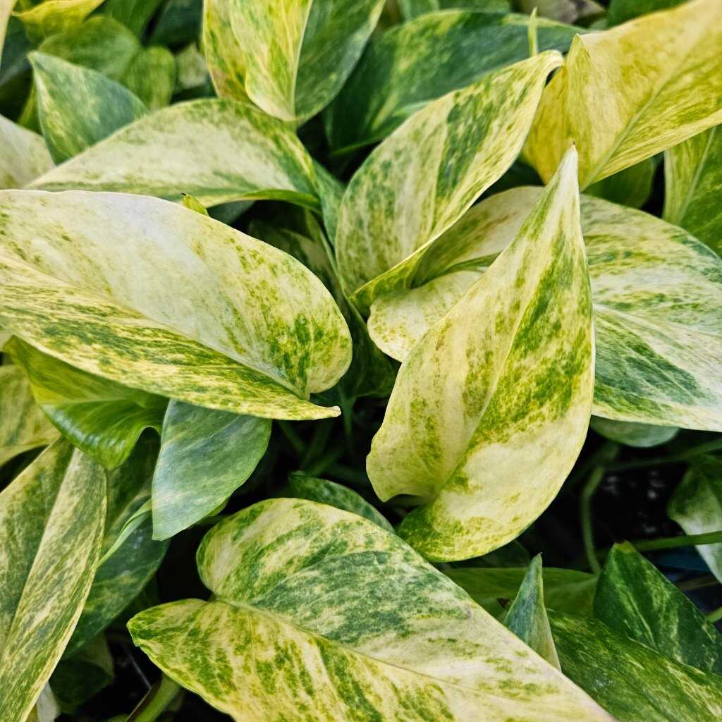 Neon Queen Pothos - Houseplants from Studleys