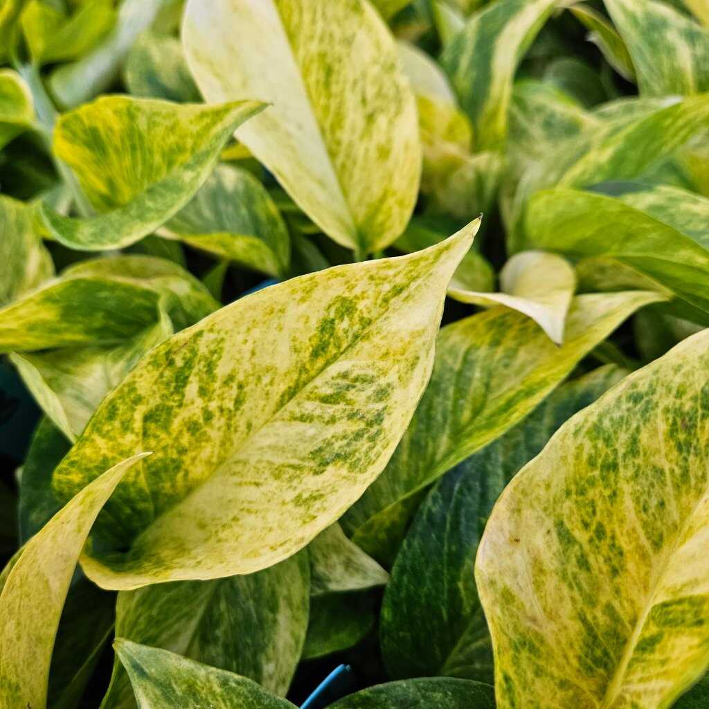 Neon Queen Pothos - Houseplants from Studleys